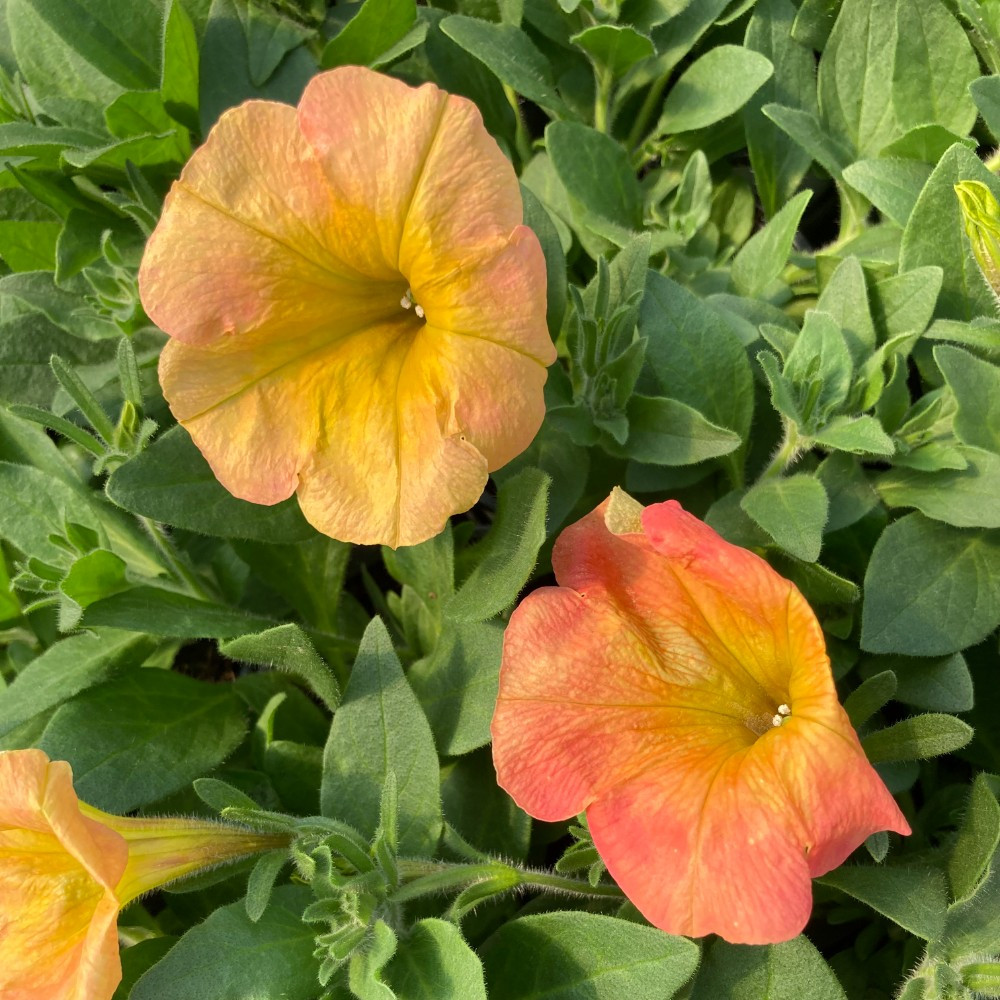 Petunia Petchoa Beautical Cinnamon fleurs couleur Rose