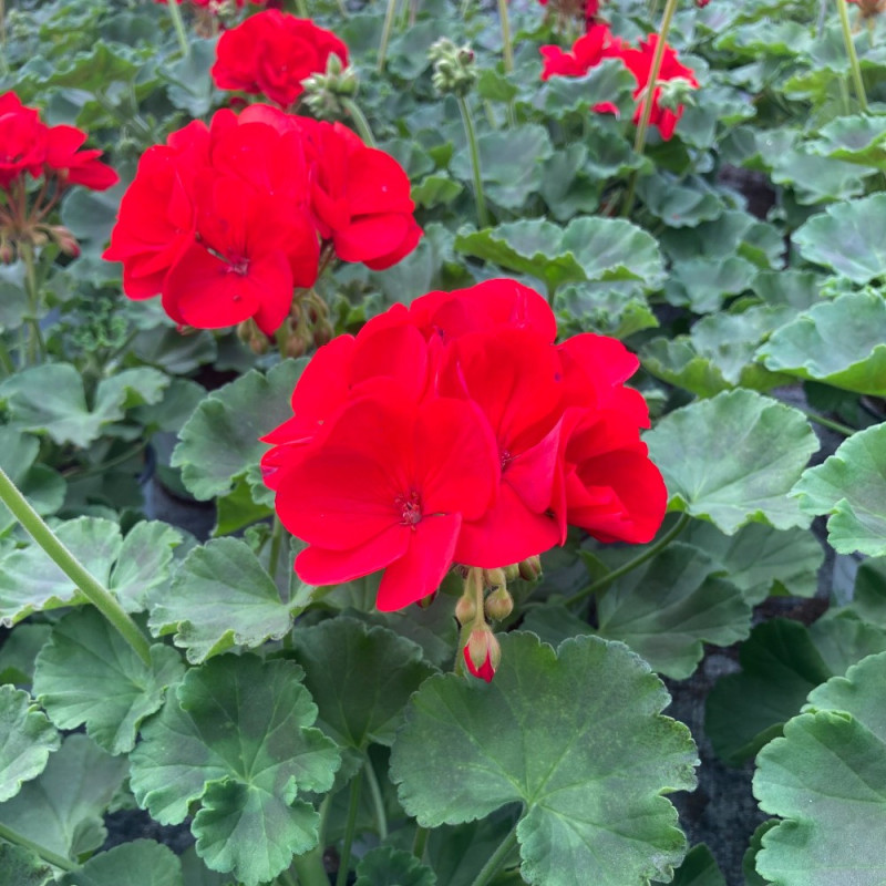 Acheter Geranium Droit Sarita Dark Red pas cher