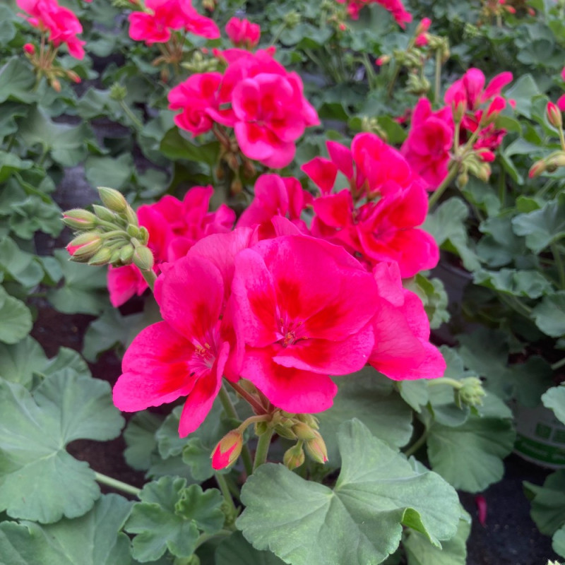 Acheter Geranium Droit Americana Rose Mega Splash