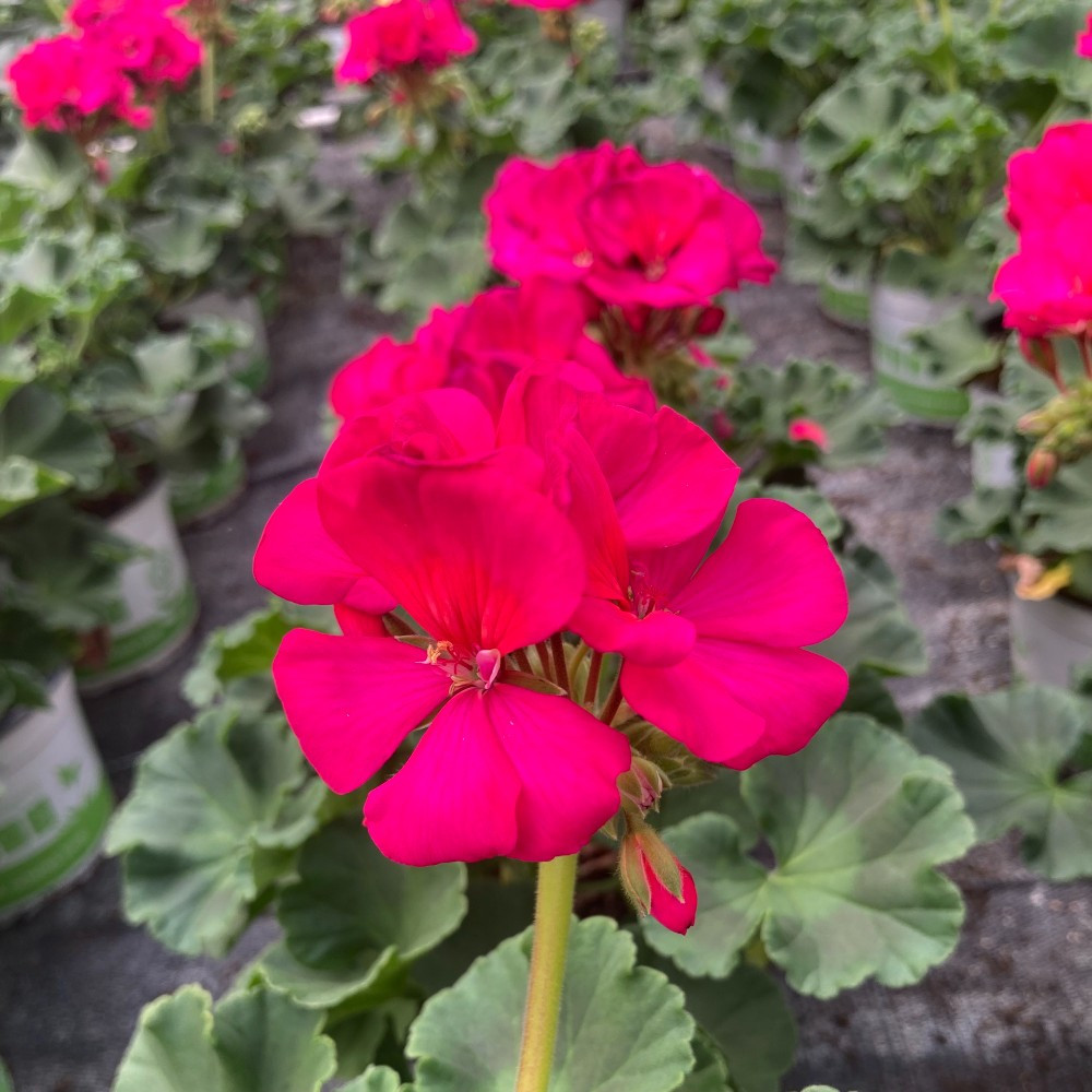 Acheter Geranium zonal Americana Violet pas cher