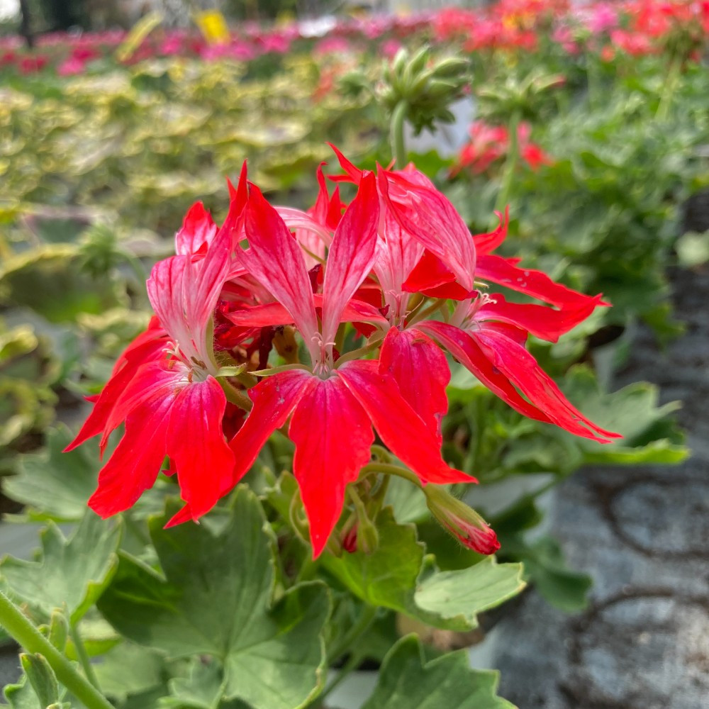 Acheter geranium Fireworks Rouge et blanc