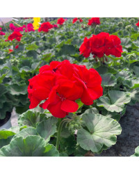 Acheter Geranium Zonal Toscana Senna et autres plantes sur Coclicoh