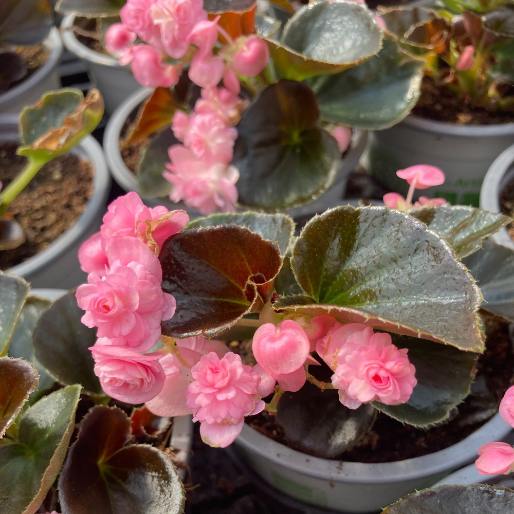 Acheter Begonia Doublet Rose feuillage Bronze