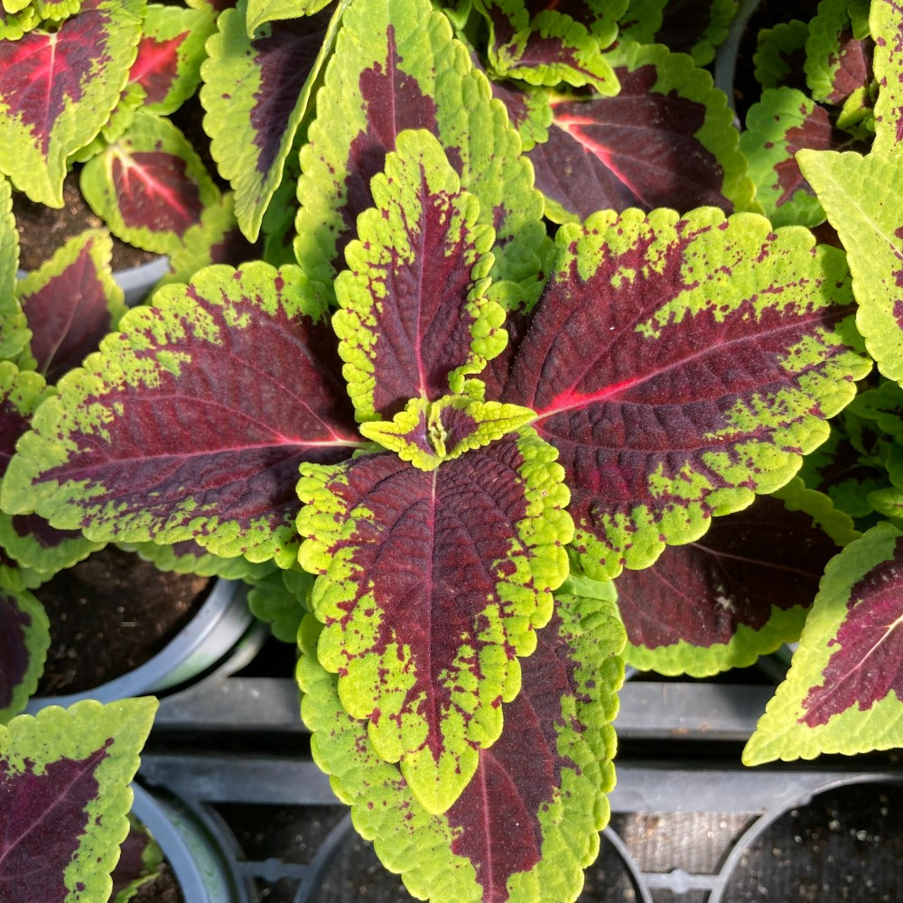 Coleus Main Street Alligator Alley