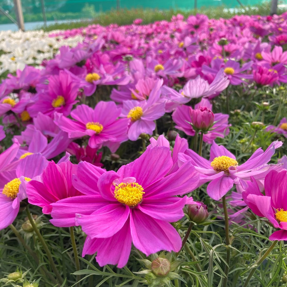Acheter Cosmos Bipinnatus Casanova Violet et autres plantes sur Coclicoh