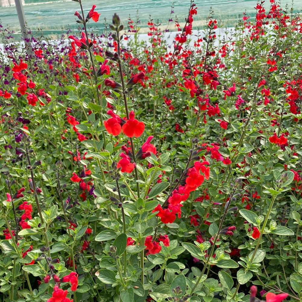 Sauge Greggii Mirage Cherry Red | Sauge de Gregg