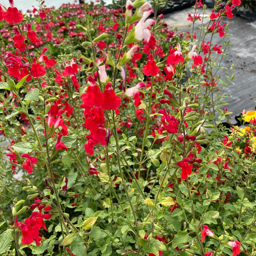 Acheter Sauge Microphylla Hot Lips rouge pas cher sur Coclicoh