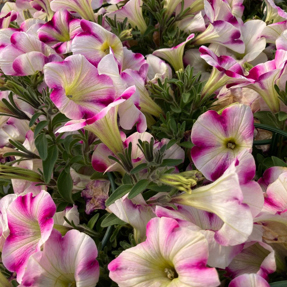 Acheter Petunia Surfinia Raspberry Blast Pw pas cher sur Coclicoh