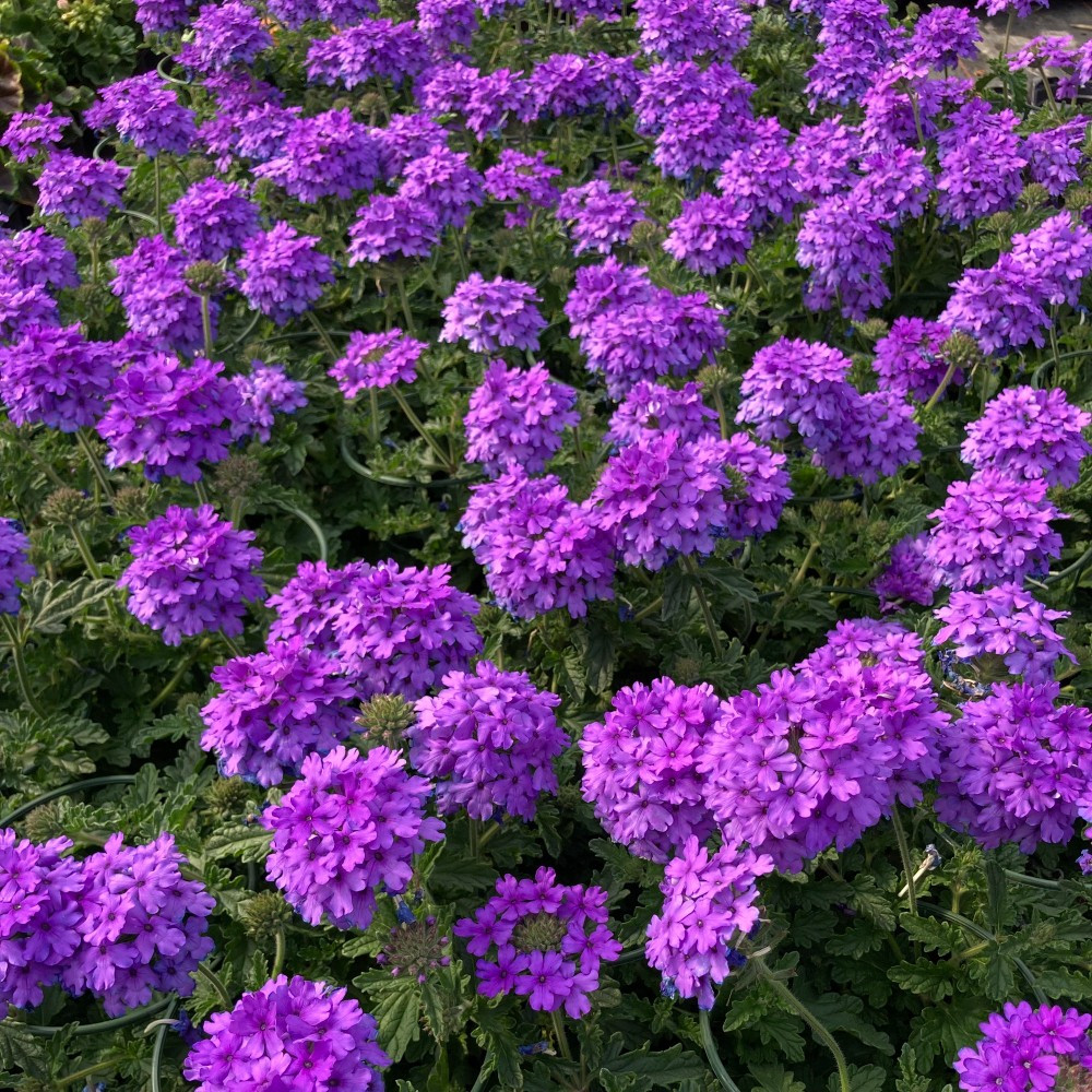 Acheter Verveine Veinosa Deep Lilac pas cher sur Coclicoh