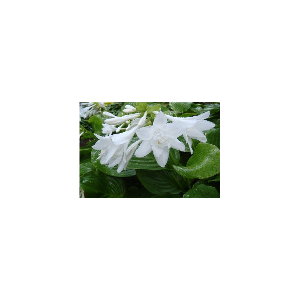Acheter Hosta Plantaginea Aphrodite