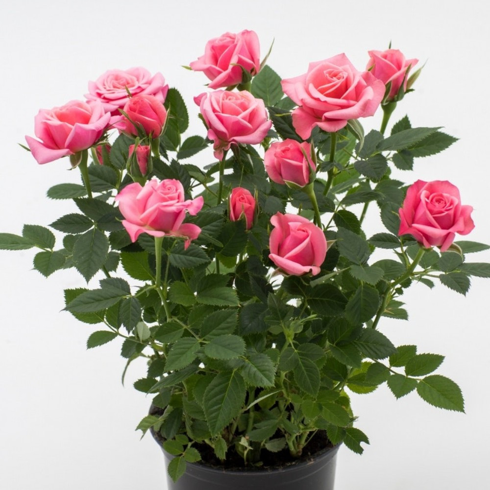 Rosier Kordana Rose | Coclicoh.com