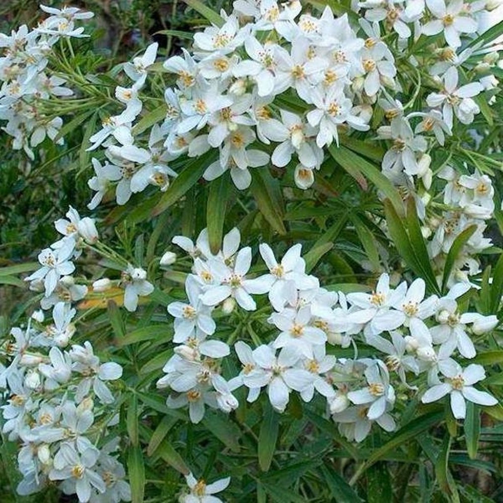 Choisya Aztec Pearl Blanc | Coclicoh.com