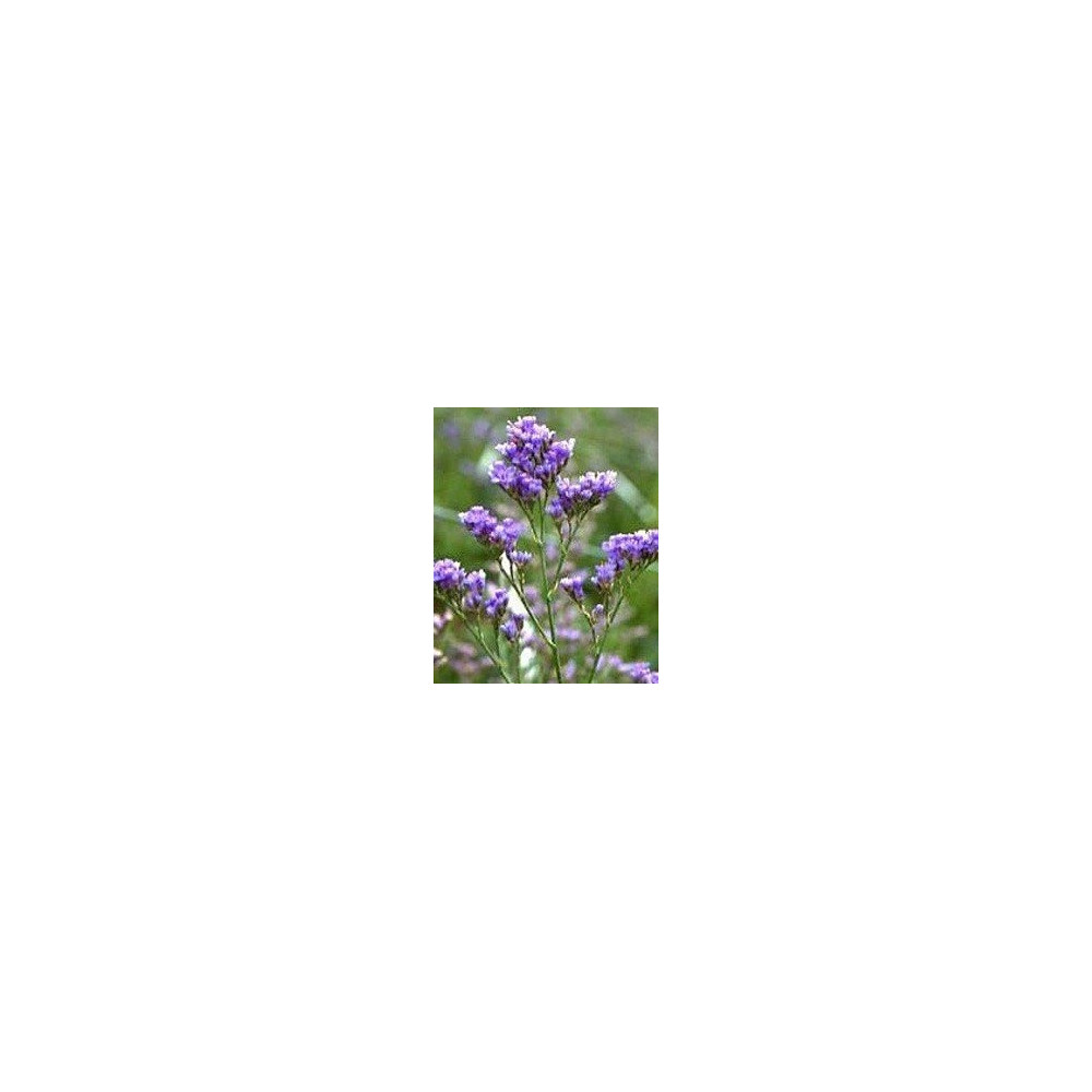 Acheter Statice Limonium Blue Velvet