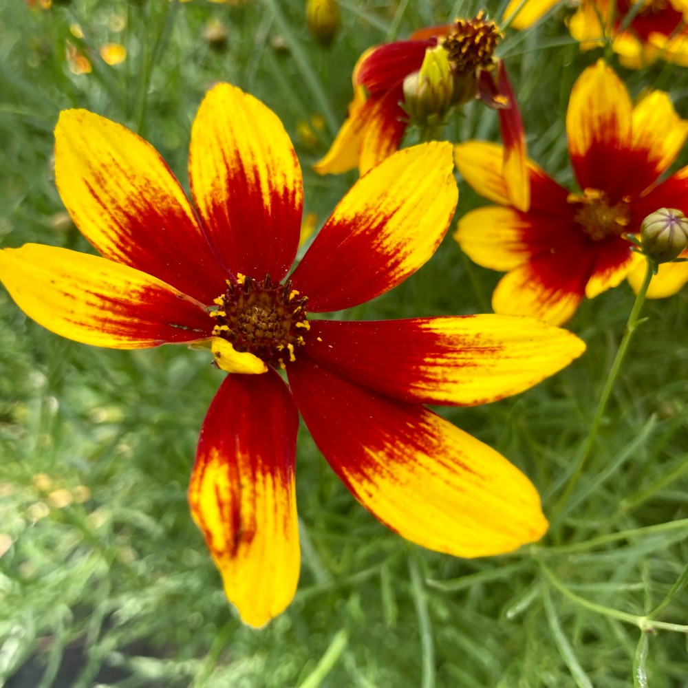 Coreopsis Verticillata Corleone Red & Yellow