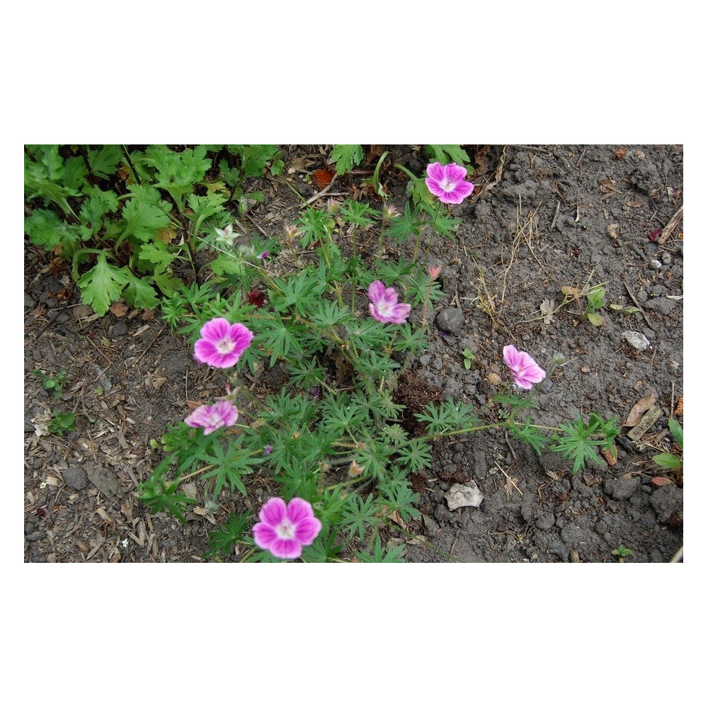 Acheter Géranium Vivace Elke