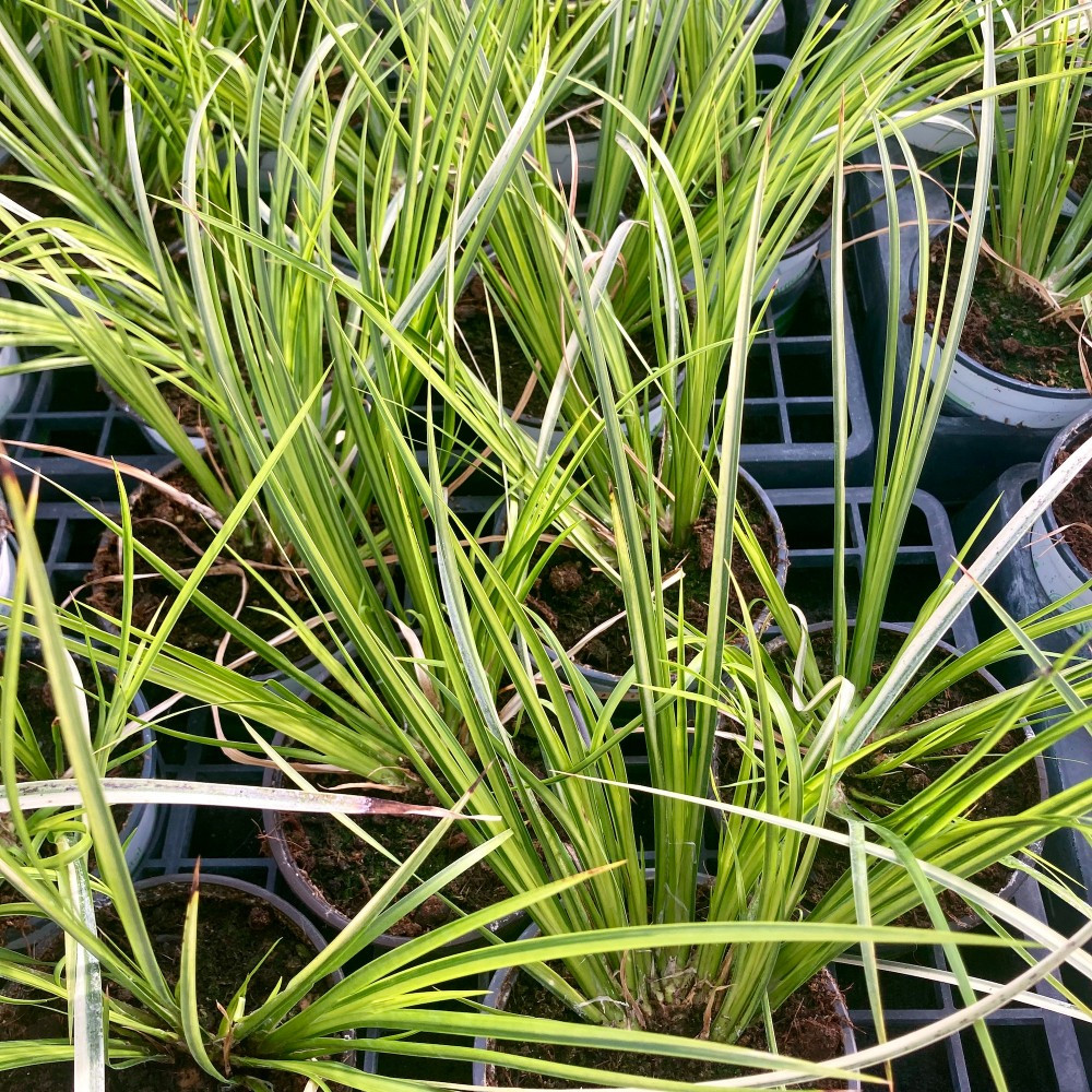 Acheter Acorus Variegatus vivace pas cher sur Coclicoh