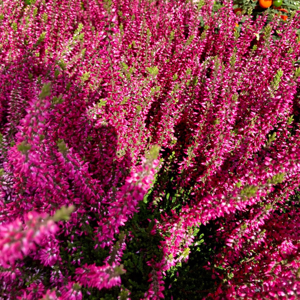 Acheter Bruyère Calluna Garden Girls vivace pas cher sur Coclicoh