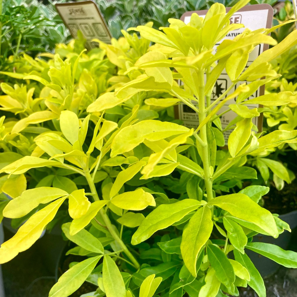 Choisya Ternata Brica Sundance Blanc | Coclicoh.com