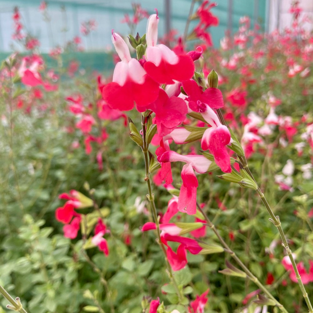 Acheter Sauge Greggii Hot Lips Rouge vivace pas cher