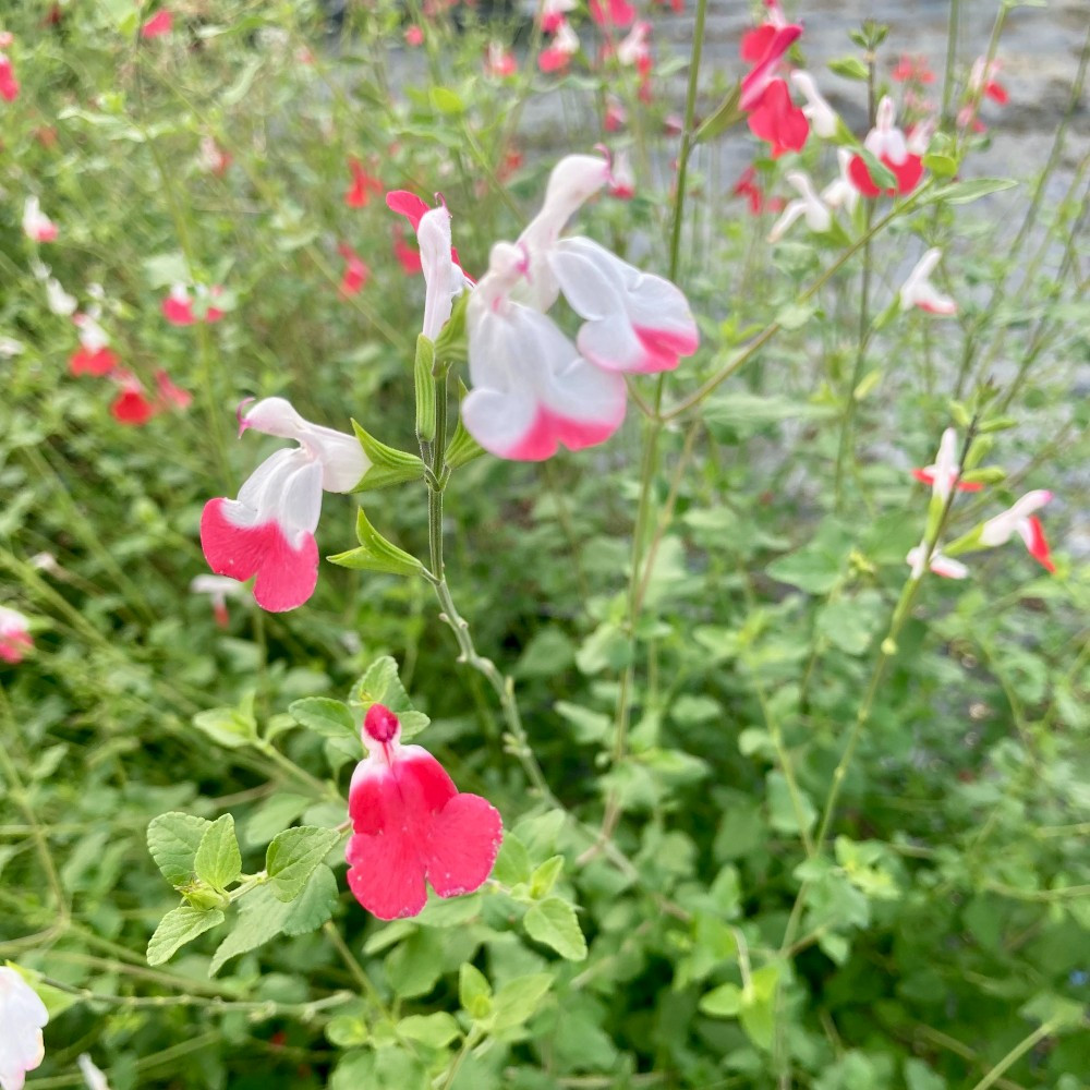 Acheter Sauge Greggii Hot Lips Rouge vivace pas cher