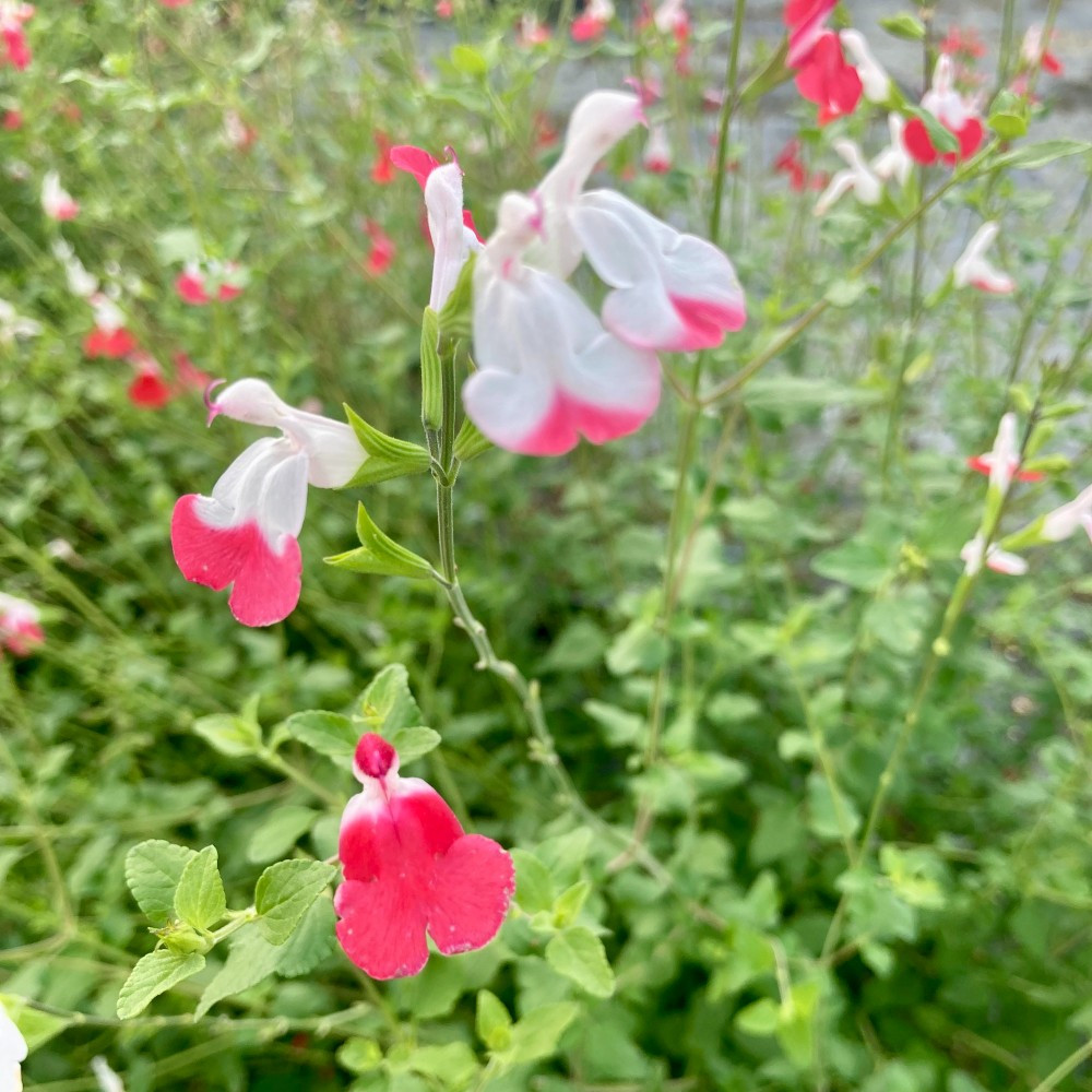 Acheter Sauge Greggii Hot Lips Rouge vivace pas cher