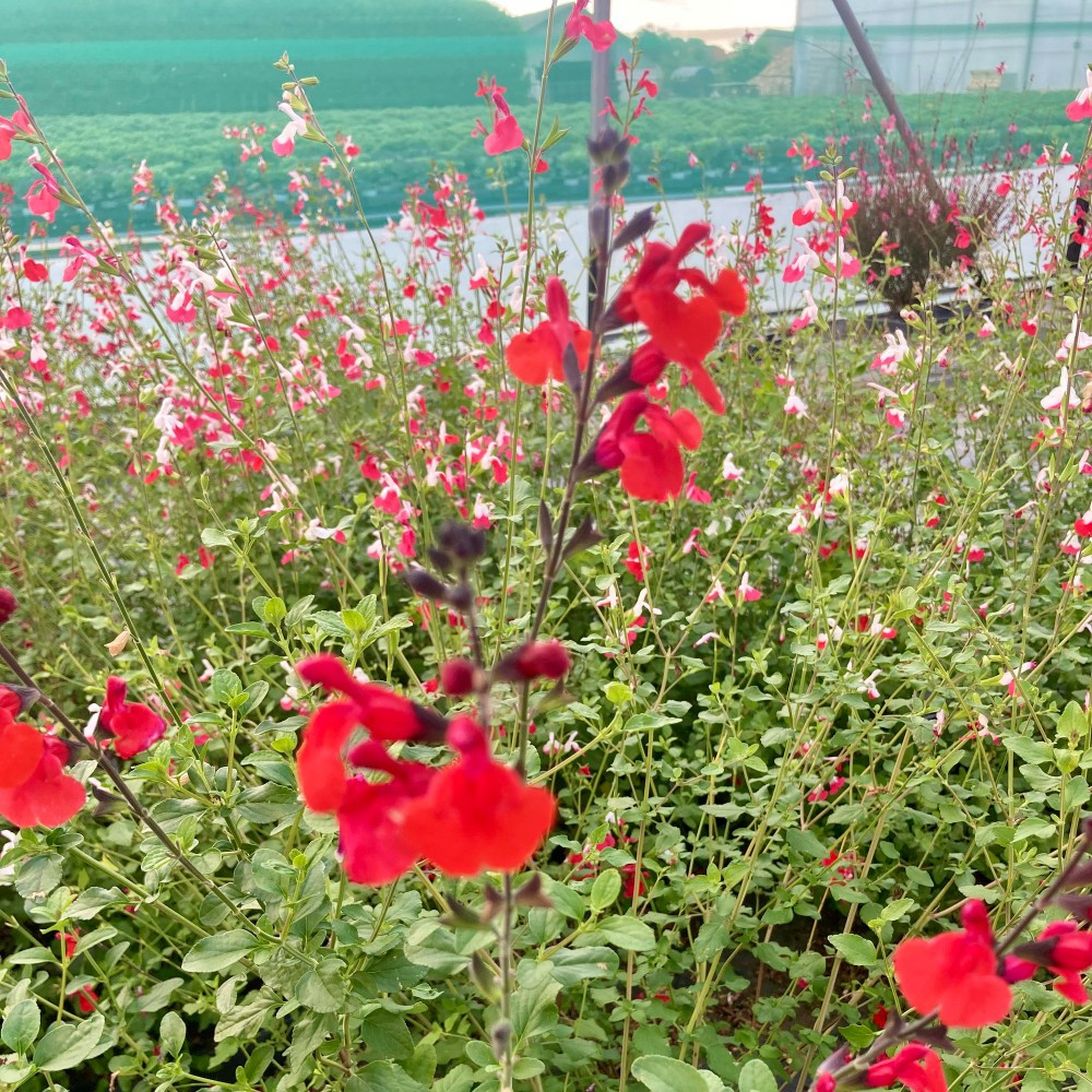 Sauge Greggii Mirage Cherry Red | Sauge de Gregg