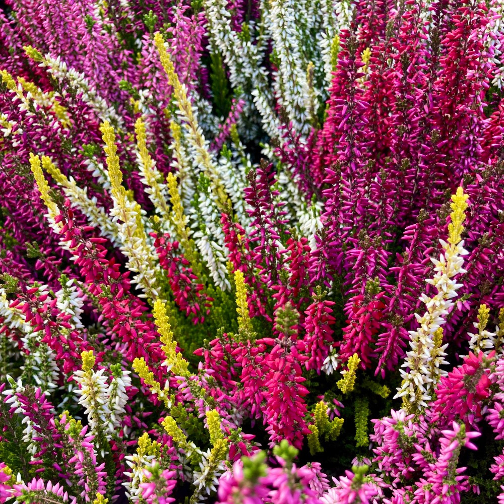 Acheter Bruyère Calluna Tricolore vivace pas cher sur Coclicoh