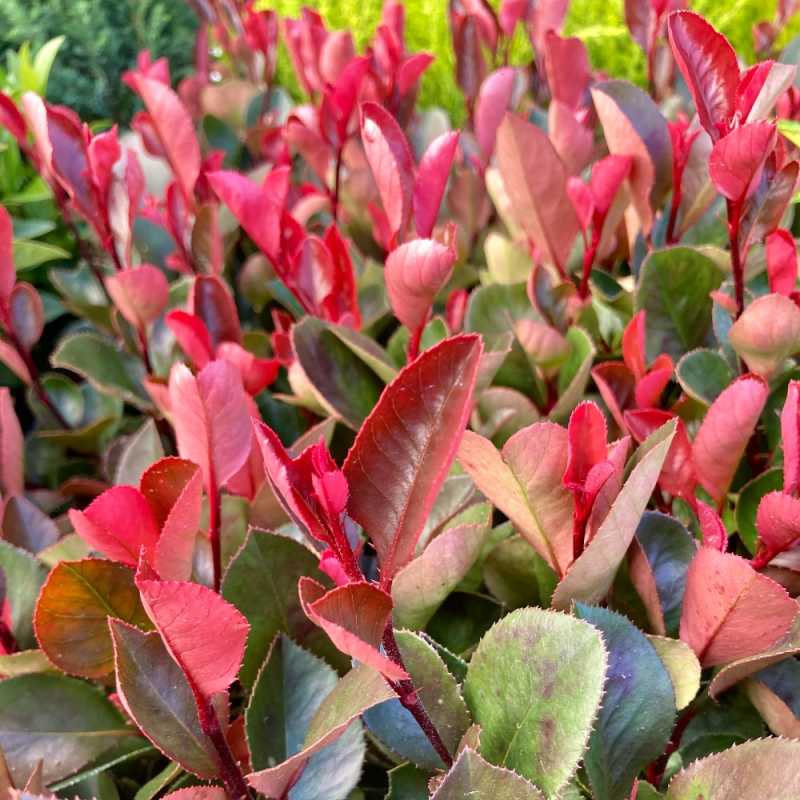 Acheter Photinia Fraseri red Robin et autres plantes sur Coclicoh.com