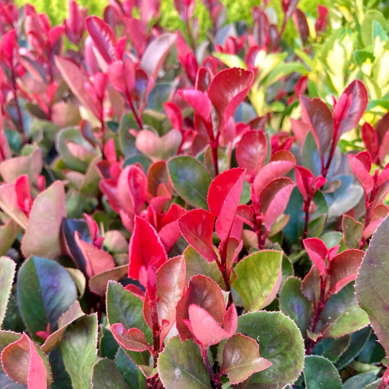 Acheter Photinia Fraseri red Robin et autres plantes sur Coclicoh.com
