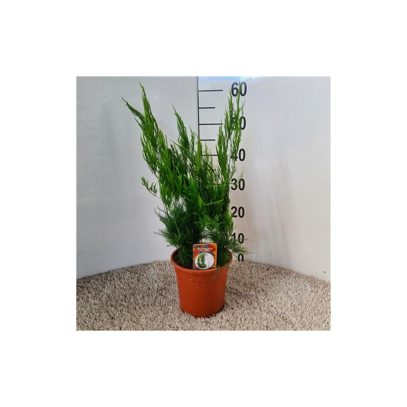 Asparagus Asperge Des Fleuristes Pyramidalis | Coclicoh.Com