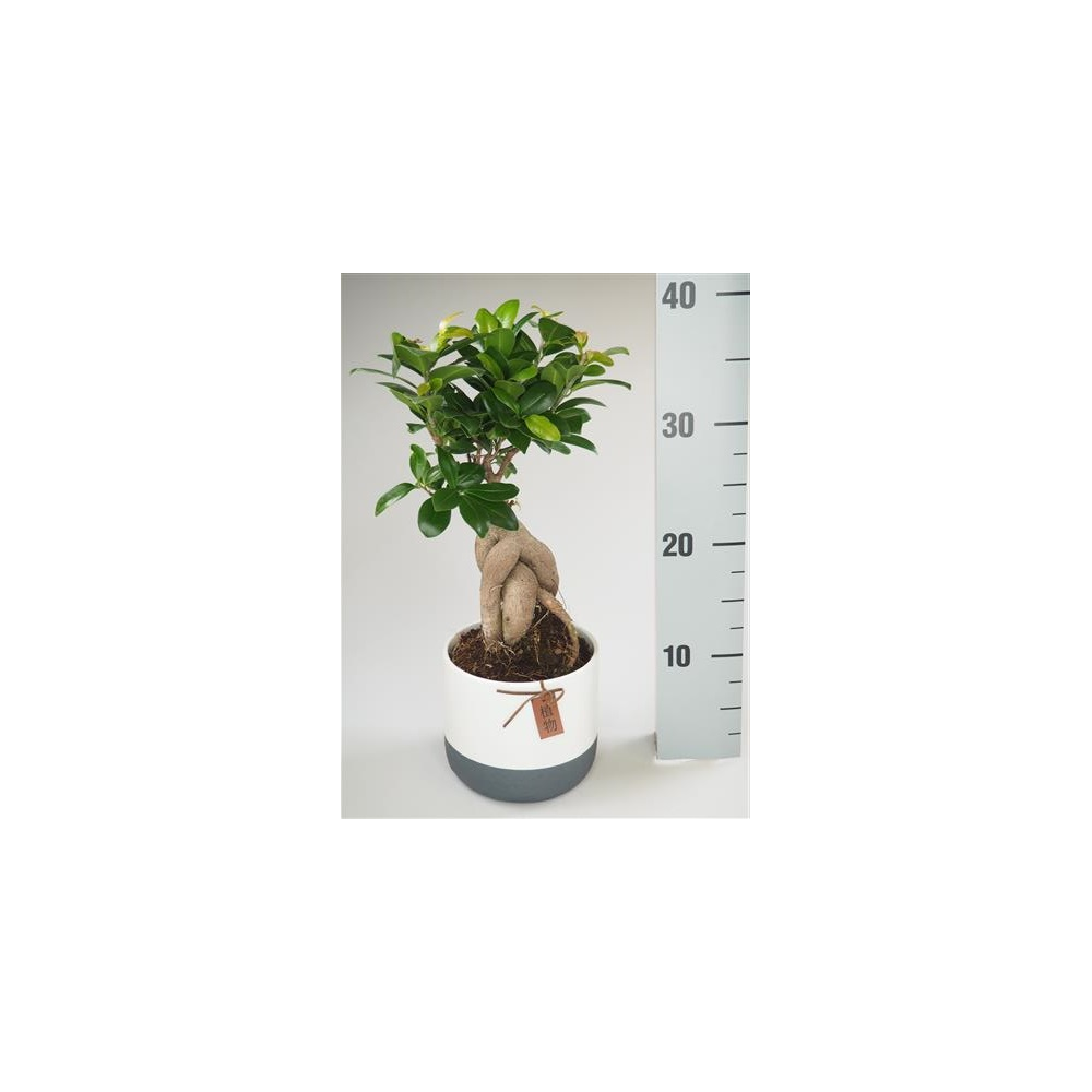 Ficus Microcarpa Ginseng P14 | Coclicoh.Com