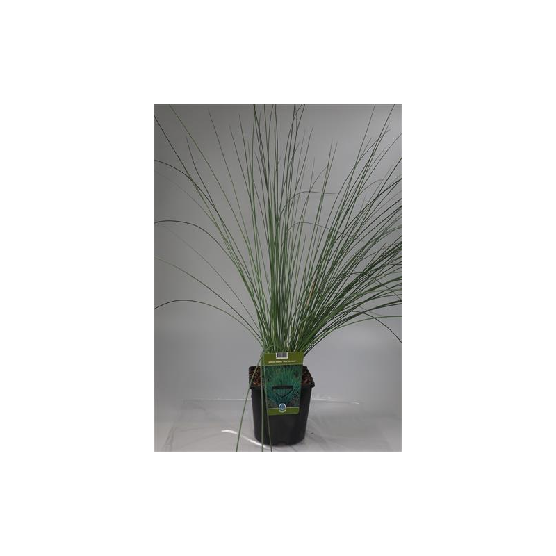 Jonc Juncus Inflexus Blue Arrow P15 | Coclicoh.Com