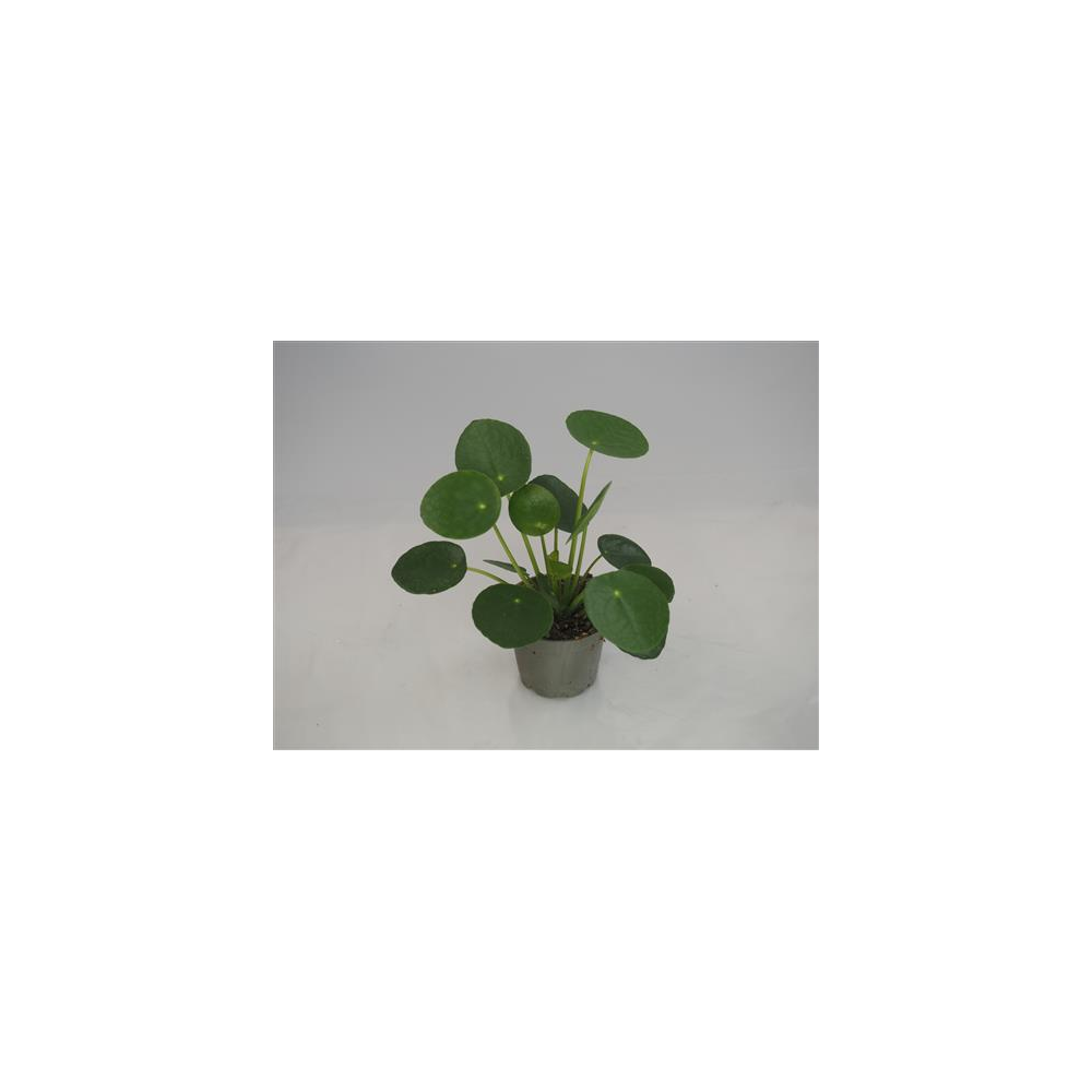 Pilea Peperomoides Mini | Coclicoh.Com
