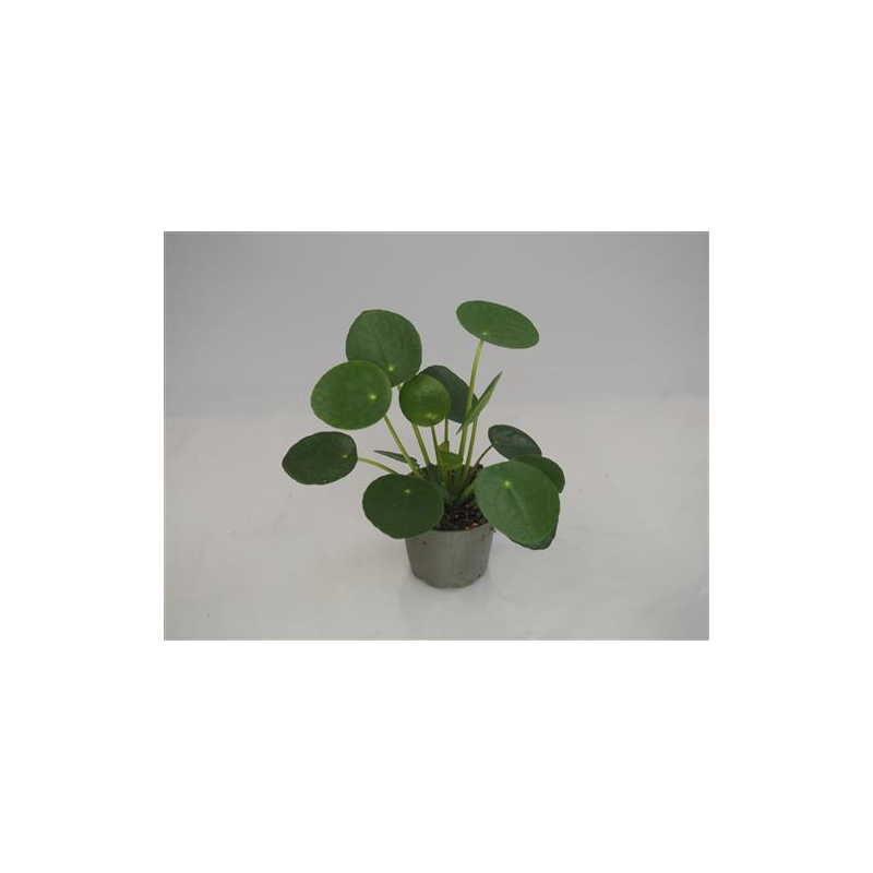Pilea Peperomoides Mini | Coclicoh.Com
