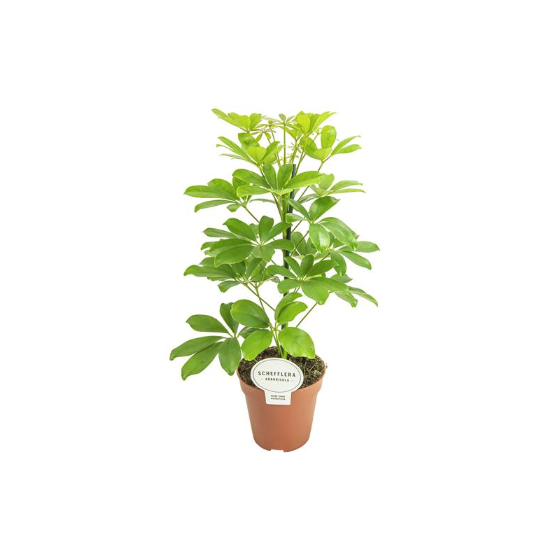 Arbre Ombrelle Schefflera Arboricola Nora | Coclicoh.Com