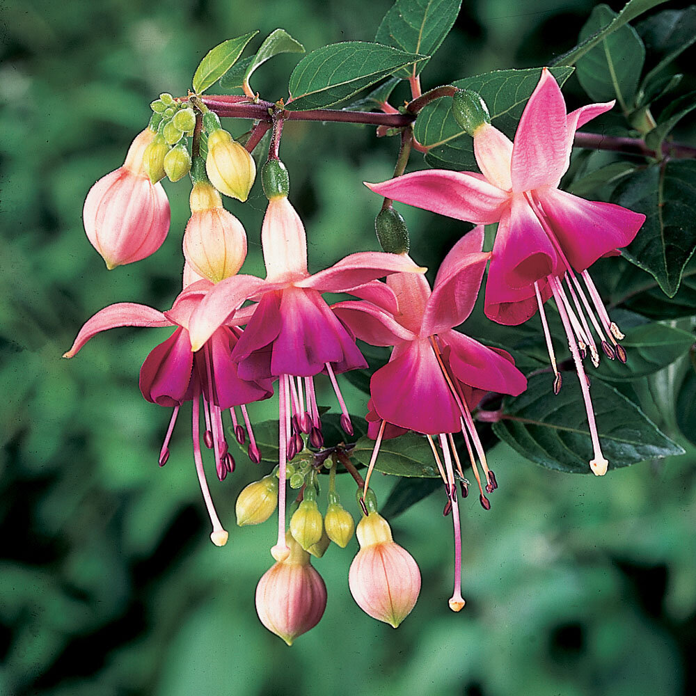Fuchsia Paula Jane | Coclicoh.com