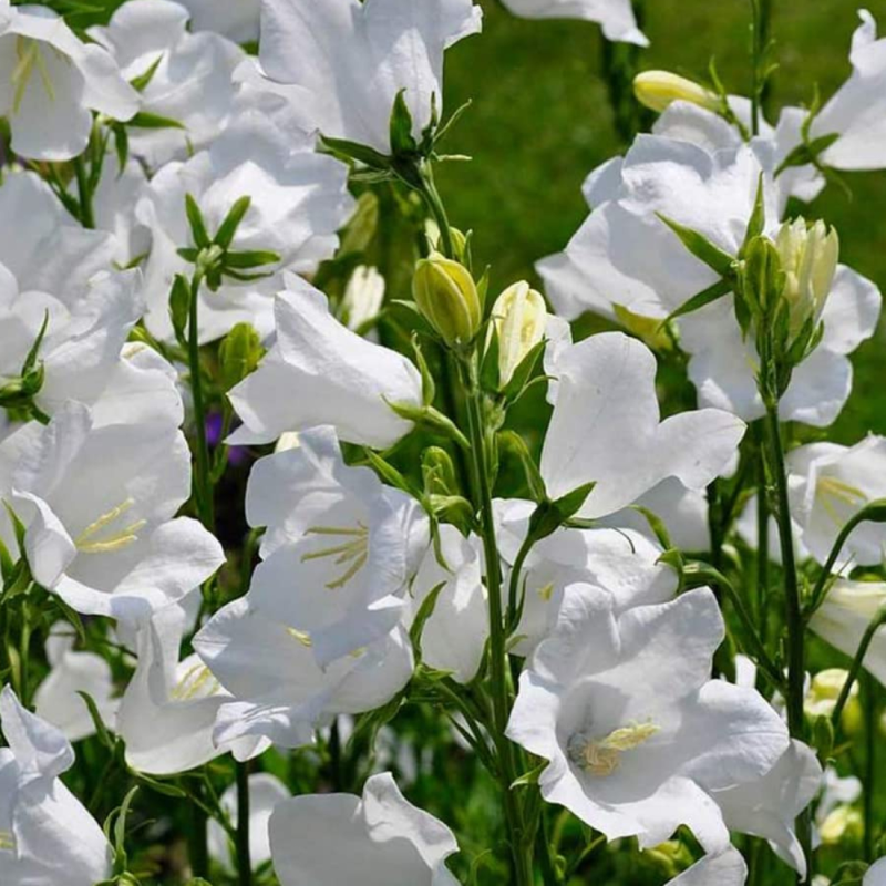 Campanula Persicifolia Takion F1 White Vivace | Coclicoh.com