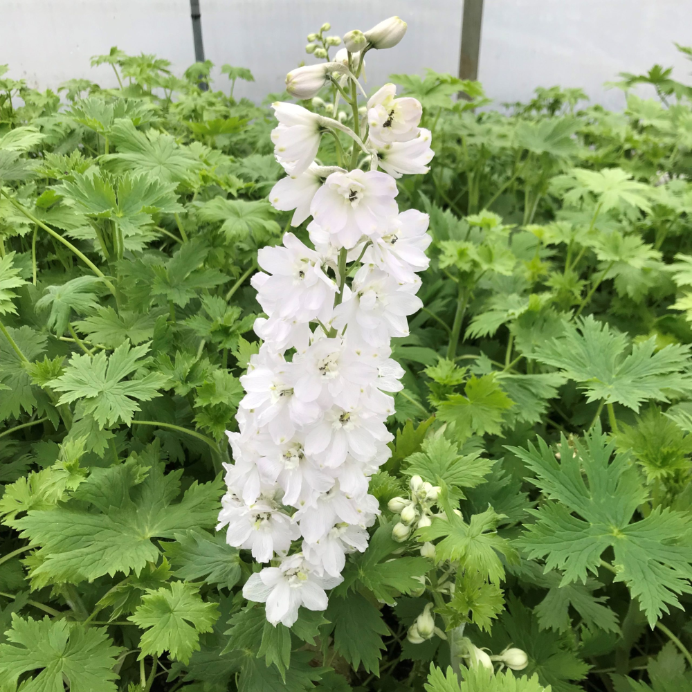 Delphinium Cultorum Magic Fontains Blanc | Coclicoh.com