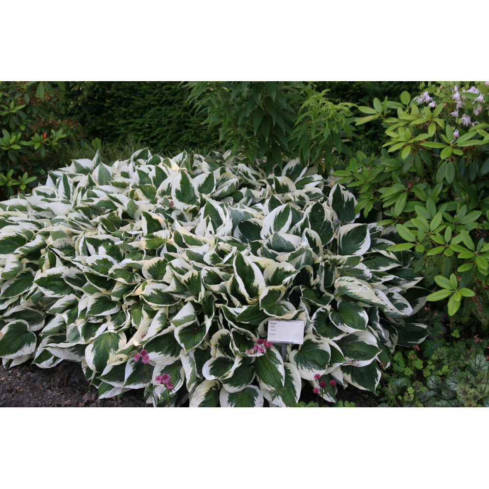 Hosta X Fortunei Vivace Patriot | Coclicoh.com