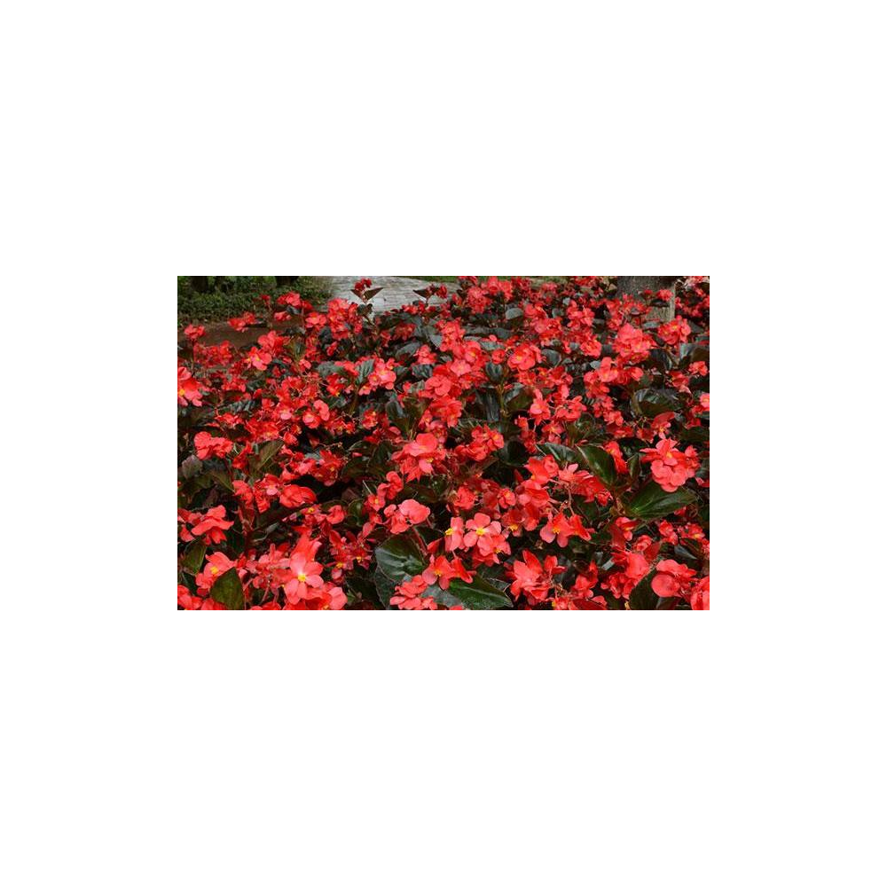 Begonia Megawatt Rouge À Feuil Bronze | Coclicoh.com