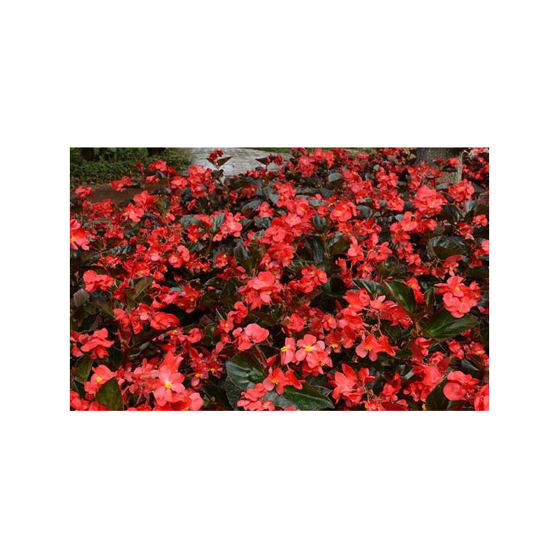 Begonia Megawatt Rouge À Feuil Bronze | Coclicoh.com