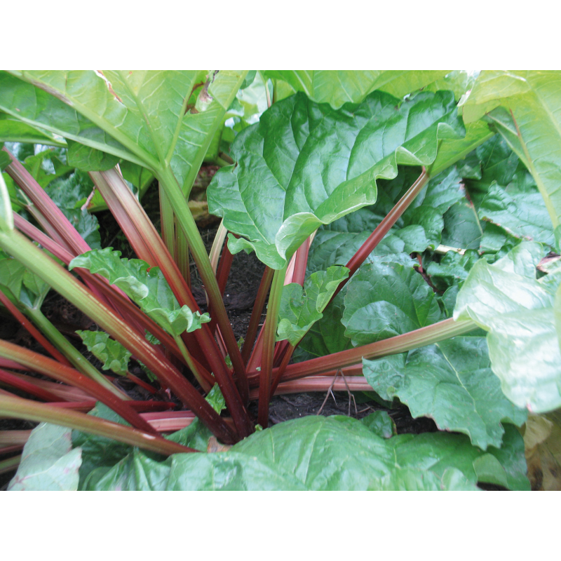 Rhubarbe Raspberry Red Hort | Coclicoh.com