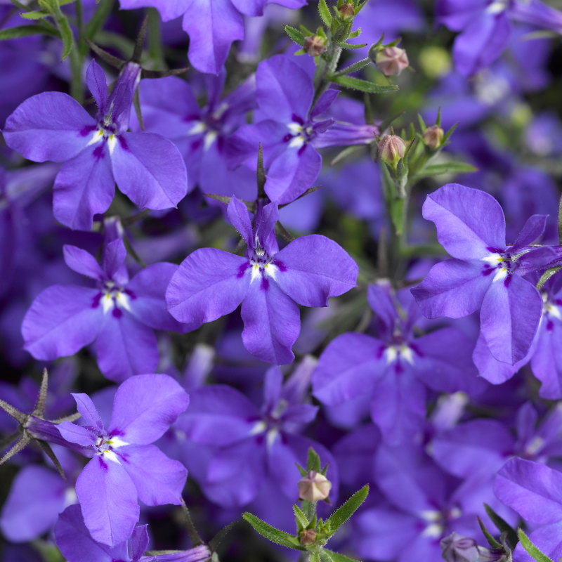 Lobelia Laguna Retombant Trailing Dark Blue | Coclicoh.com