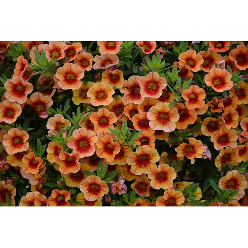 Calibrachoa Retombant Mini Famous Neo Orange + Red Eye | Coclicoh.com