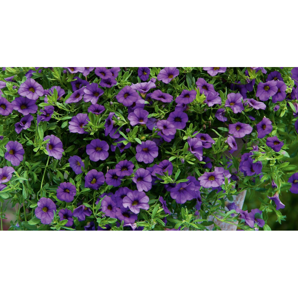 Calibrachoa Retombant Mini Famous Neo Royal Blue 16 | Coclicoh.com