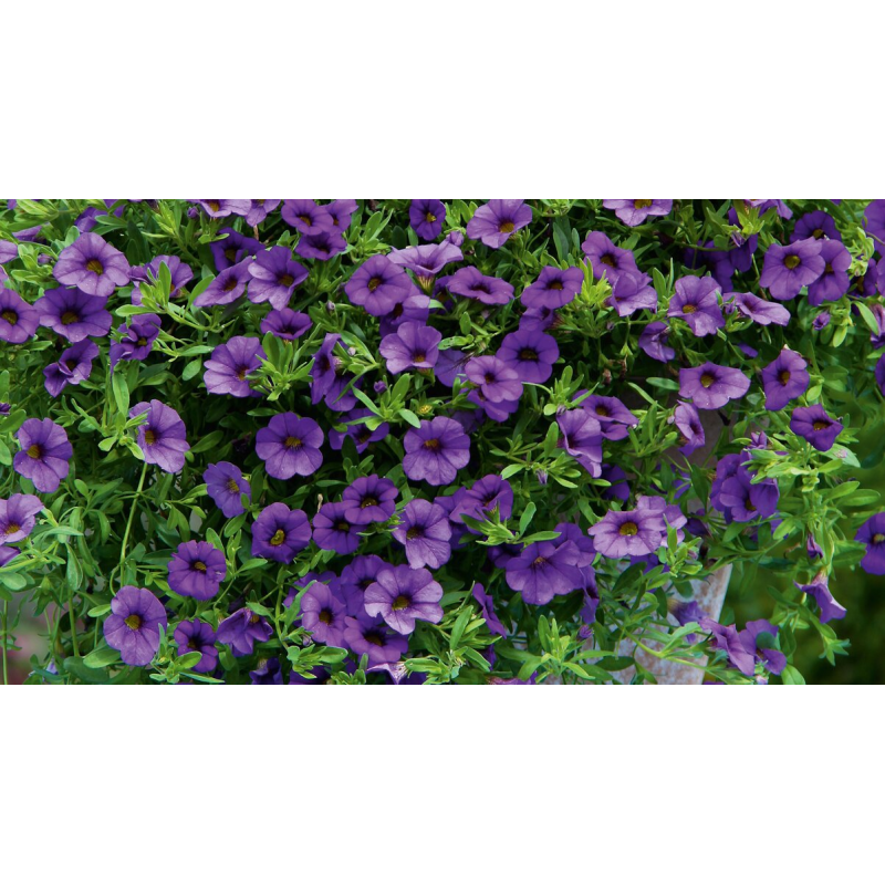 Calibrachoa Retombant Mini Famous Neo Royal Blue 16 | Coclicoh.com