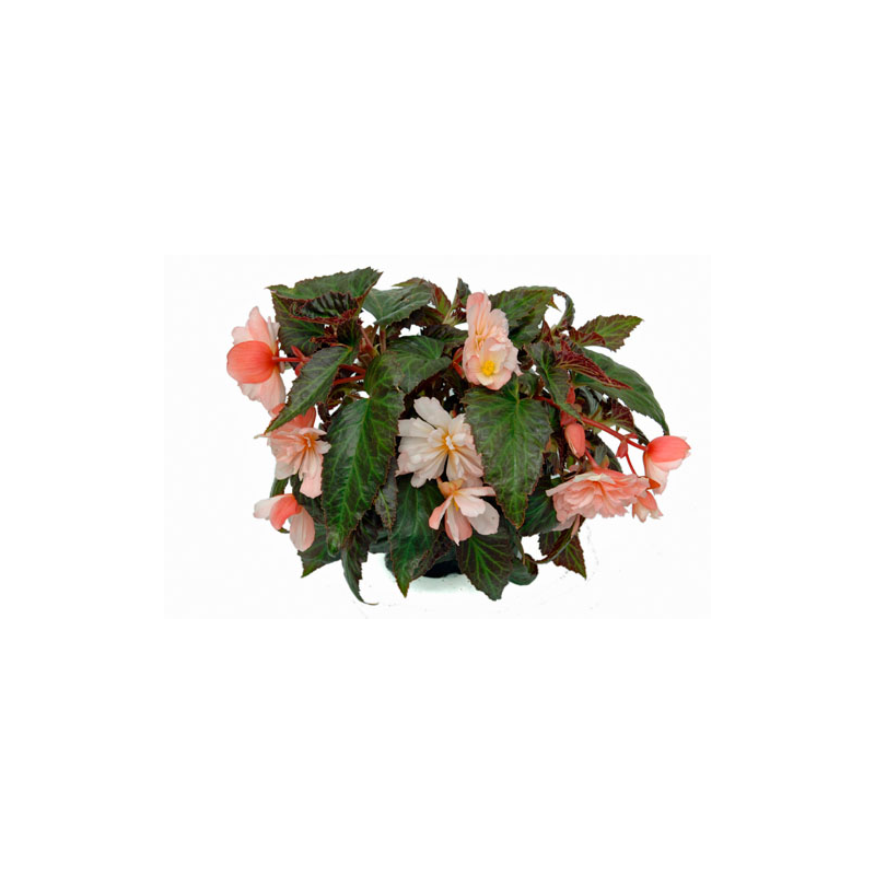Begonia Retombant Belleconia Light Pink | Coclicoh.com
