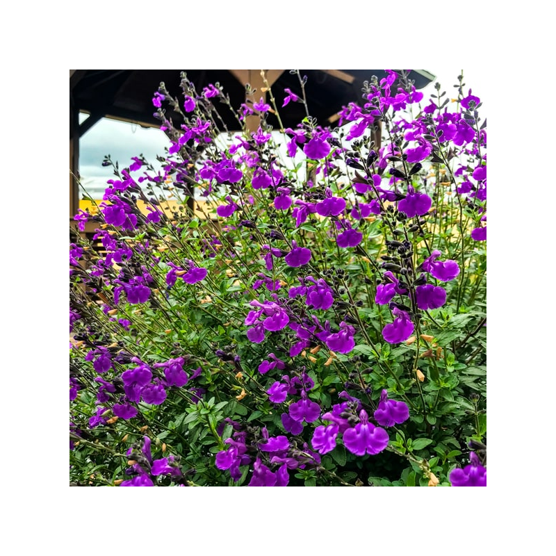 Sauge Vivace Salvia Microphylla Salvinio Lilac | Coclicoh.com
