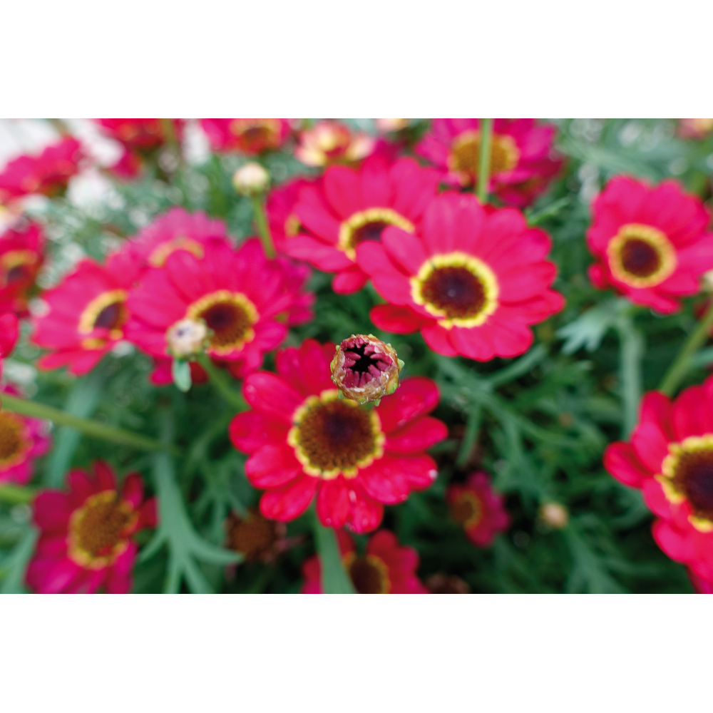 Anthemis Grandaisy Ruby | Coclicoh.com