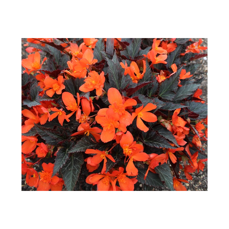 Begonia Retombant I'Conia Upright Fire | Coclicoh.com
